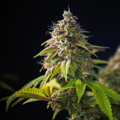 General Cannabis Info - Cannabis Facts NV : Cannabis Facts NV